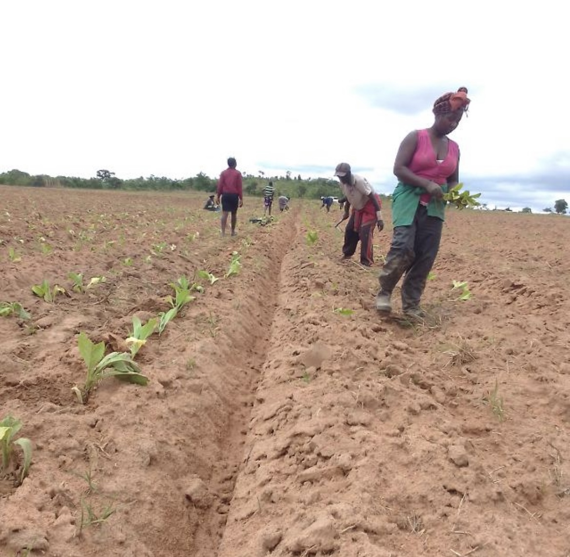 Who We Are – Krystal Valley Farm – Chindori-Chininga